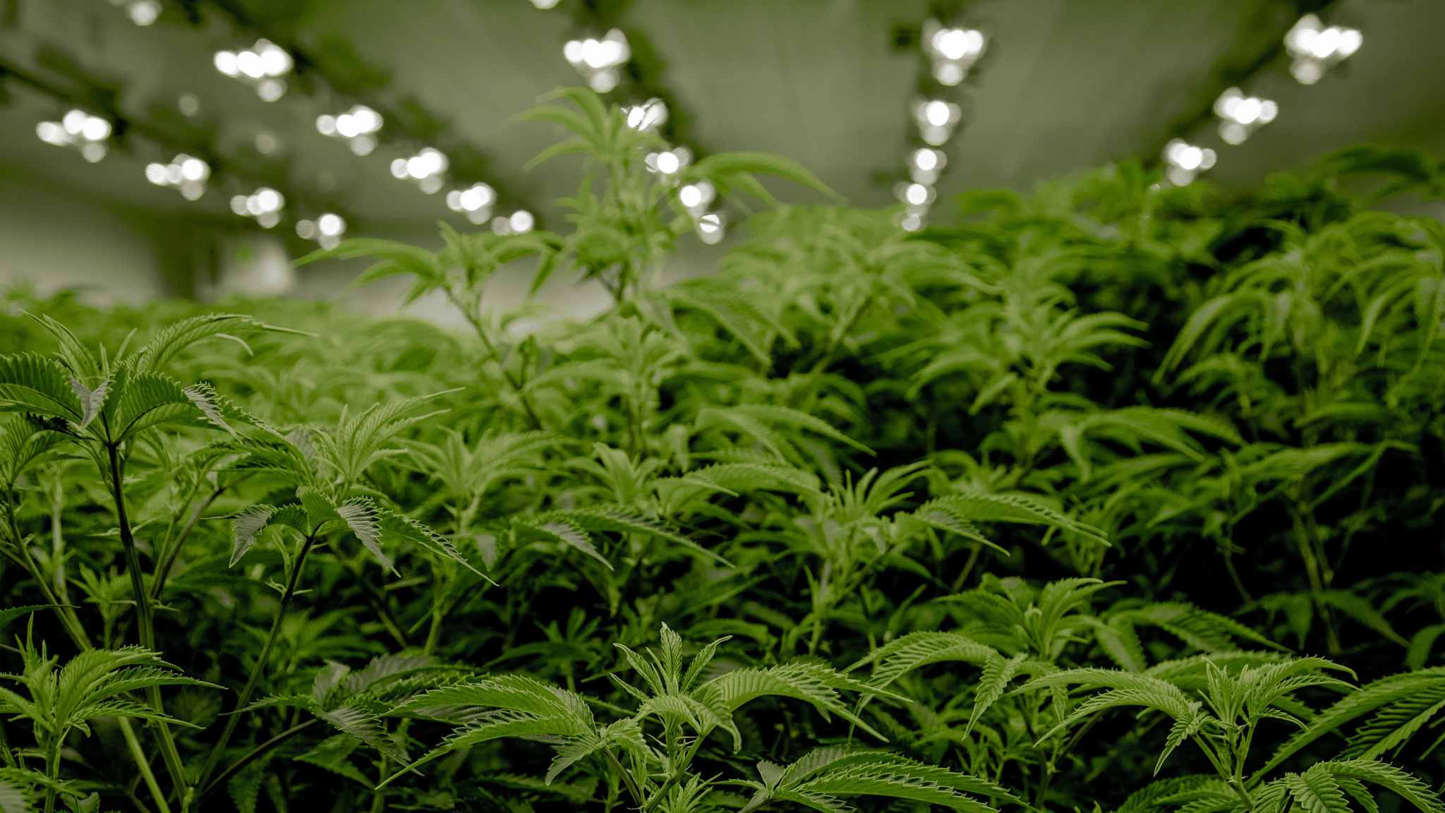 The Hypocrisy Of Cannabis Capitalism Crednews the-hypocrisy-of-cannabis-capitalism-crednews